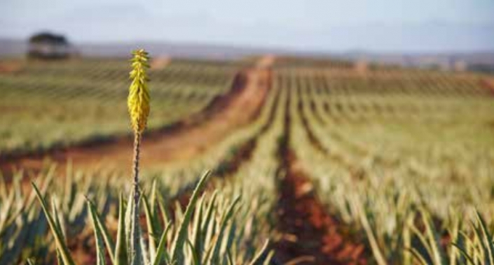 Forever Living – The Aloe Vera Company