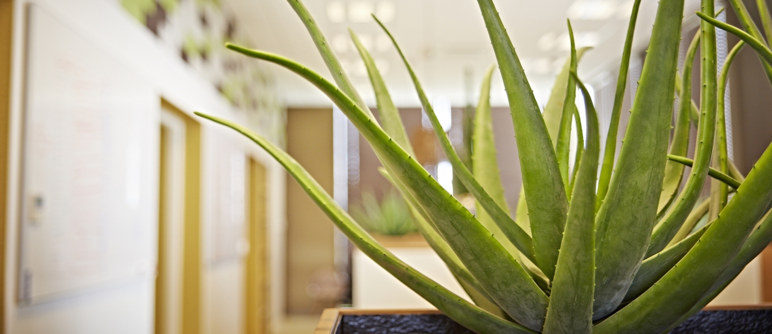 Over ons – Forever Living