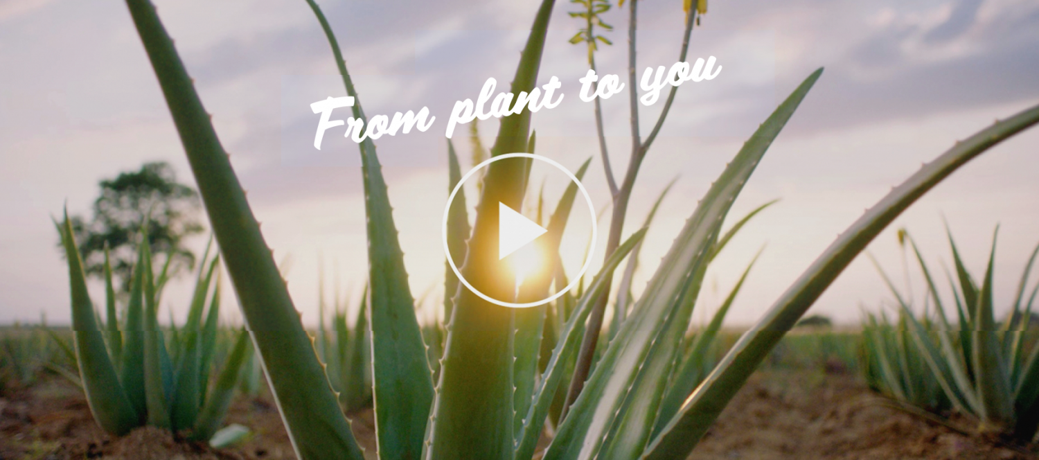 Homepage – Forever Living